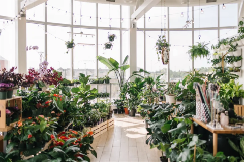 A guide to Edmonton’s Best Plant Shops | Edmonton Scene